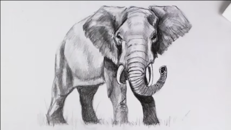 How to Draw a Realistic Elephant (Step-by-Step)