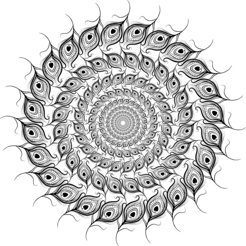 Peacock Feather Drawings - 8 Drawn Peacock Feathers & Designs