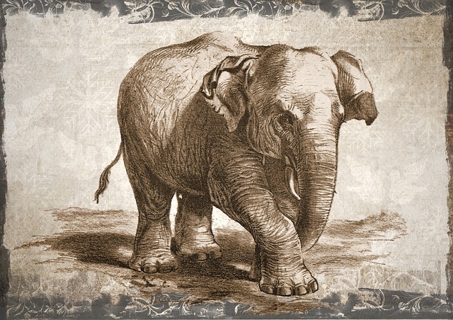 21 Pictures of Elephant Drawings - DrawAnimal.com