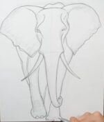 How to Draw an Elephant Step-by-Step (9 Ways)