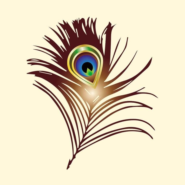 Peacock Feather Drawings - 8 Drawn Peacock Feathers & Designs