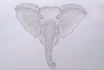 How to Draw an Elephant Face (4 Different Ways)