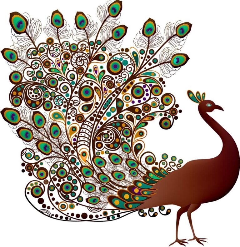 50+ Best Peacock Drawings - Realistic, Easy, Simple & Color