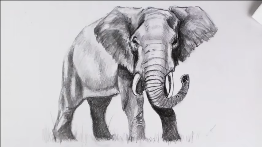 How to Draw an Elephant Step-by-Step (9 Ways)