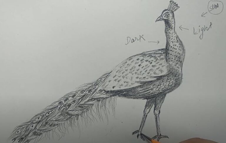 How to Draw a Realistic Peacock - Step by Step & Color Pencil