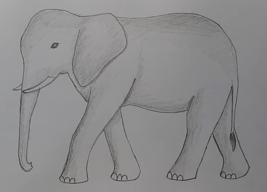 How to Draw an Elephant Step-by-Step (9 Ways)